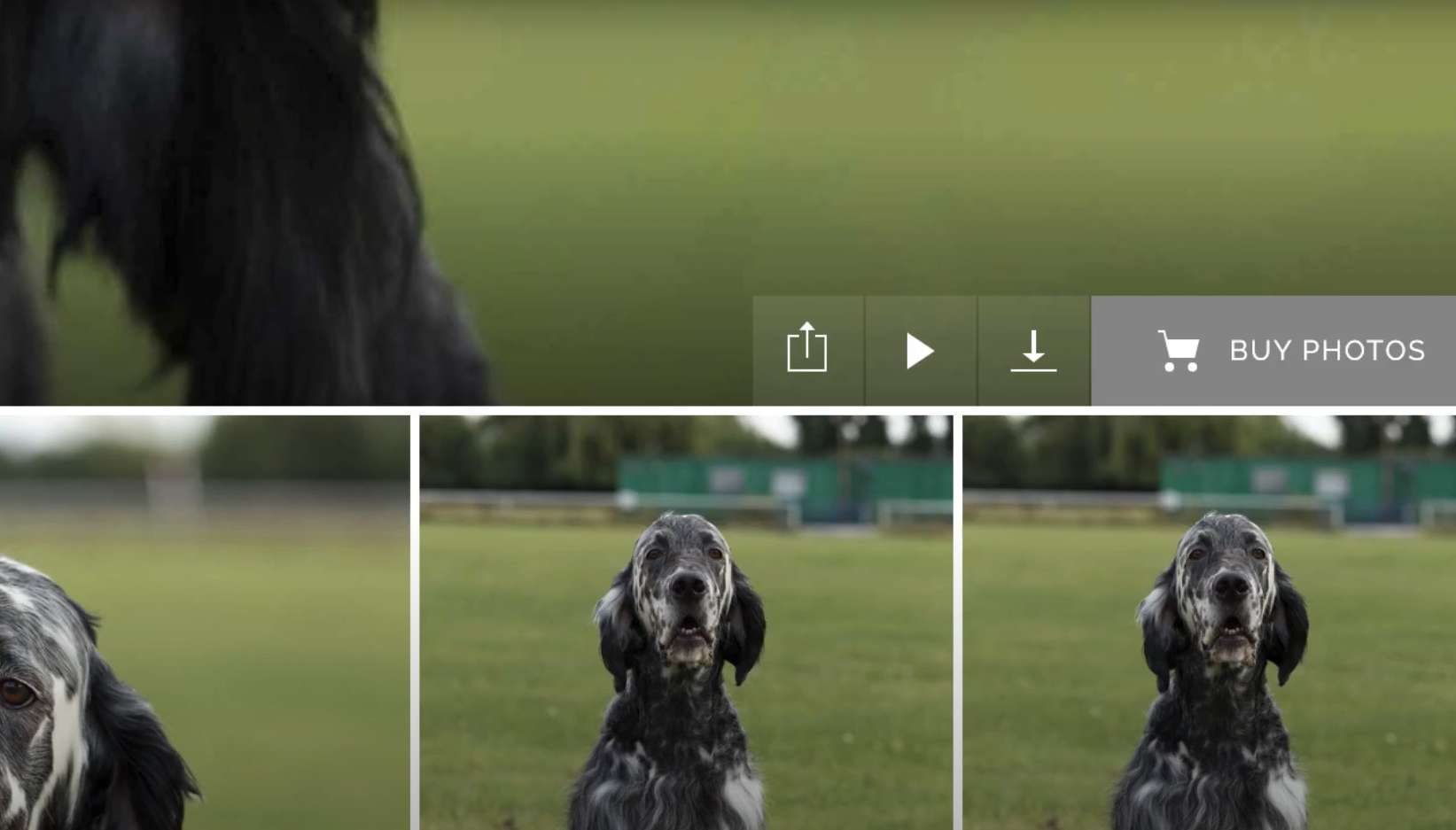 How to Download SmugMug Photos? - FotoProfy